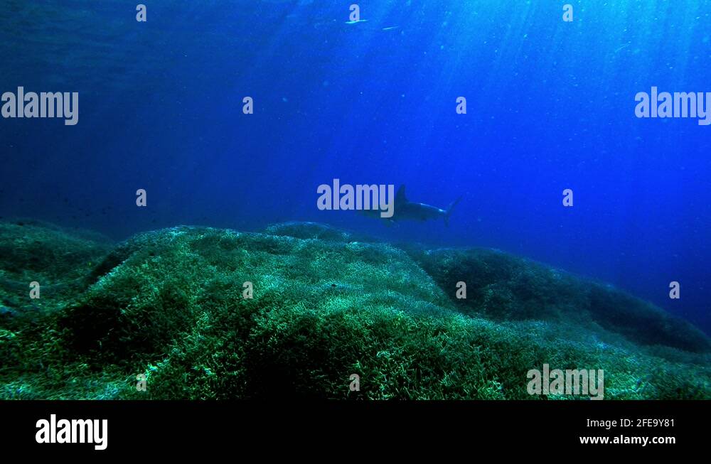 Hammerhead shark swimming Stock Videos & Footage - HD and 4K Video ...