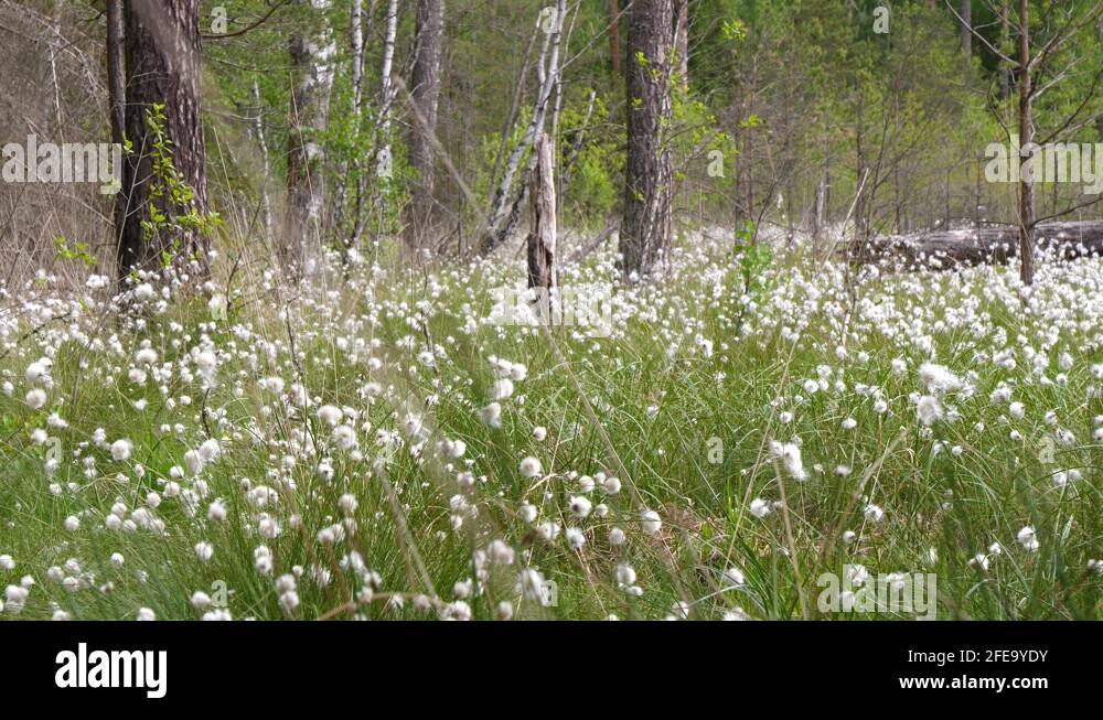 Plants and woods Stock Videos & Footage - HD and 4K Video Clips - Alamy