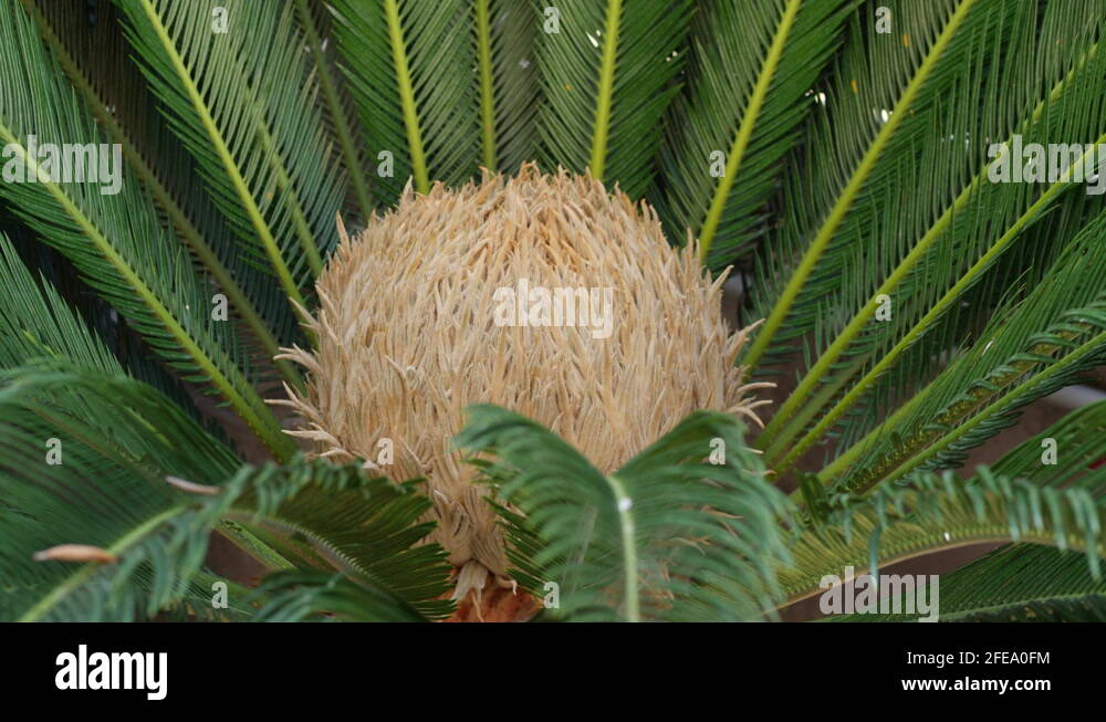 Cycadophyta Stock Videos & Footage - HD and 4K Video Clips - Alamy