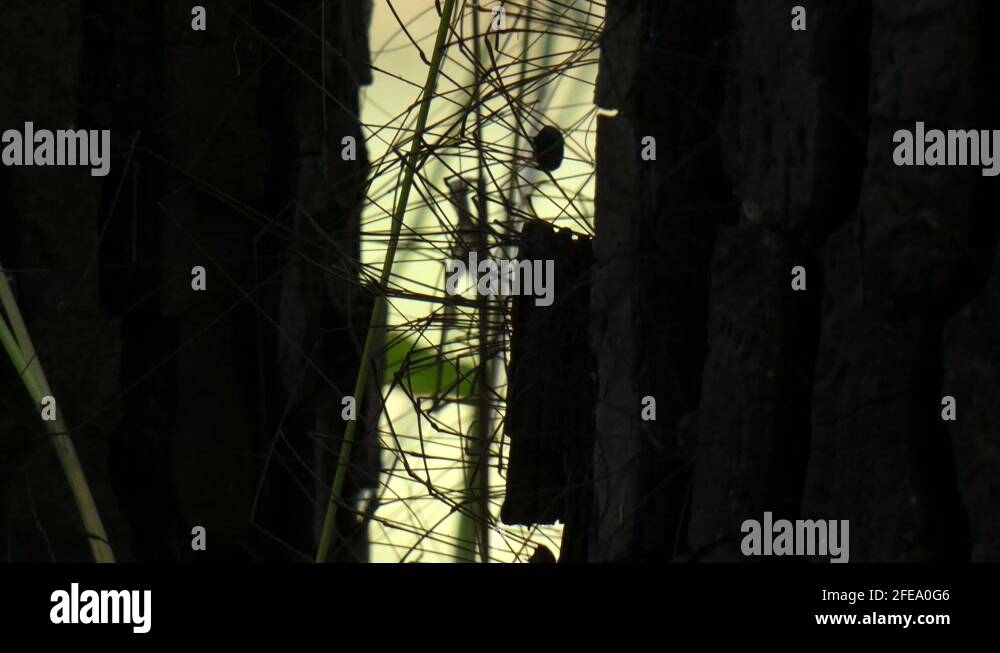 Spidersanimation Stock Videos & Footage - HD and 4K Video Clips - Alamy