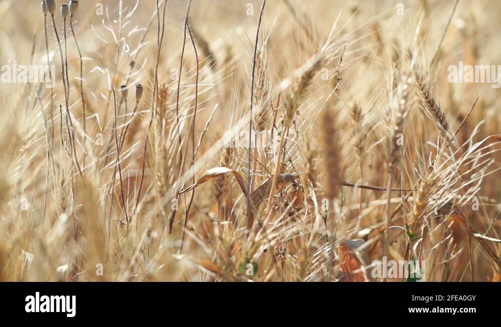 Raw wheat Stock Videos & Footage - HD and 4K Video Clips - Alamy
