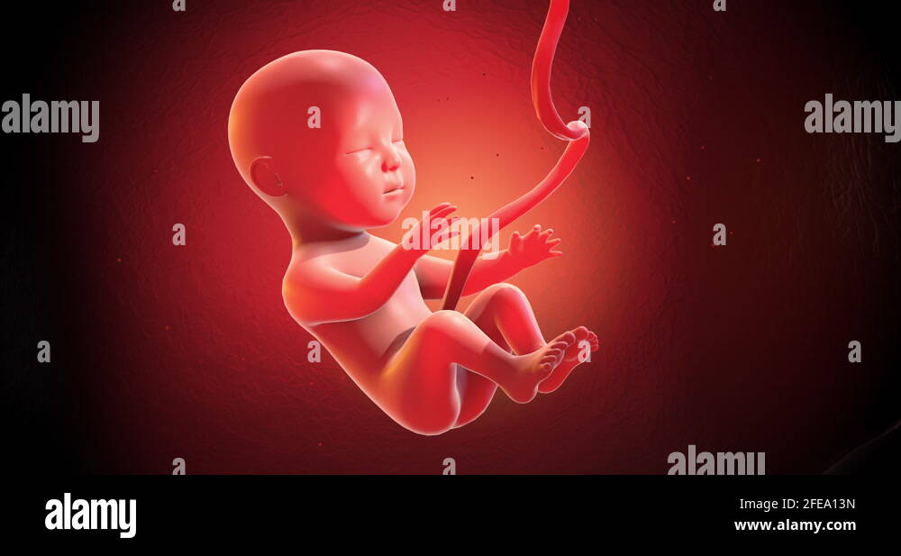 Baby embryo human Stock Videos & Footage - HD and 4K Video Clips - Alamy
