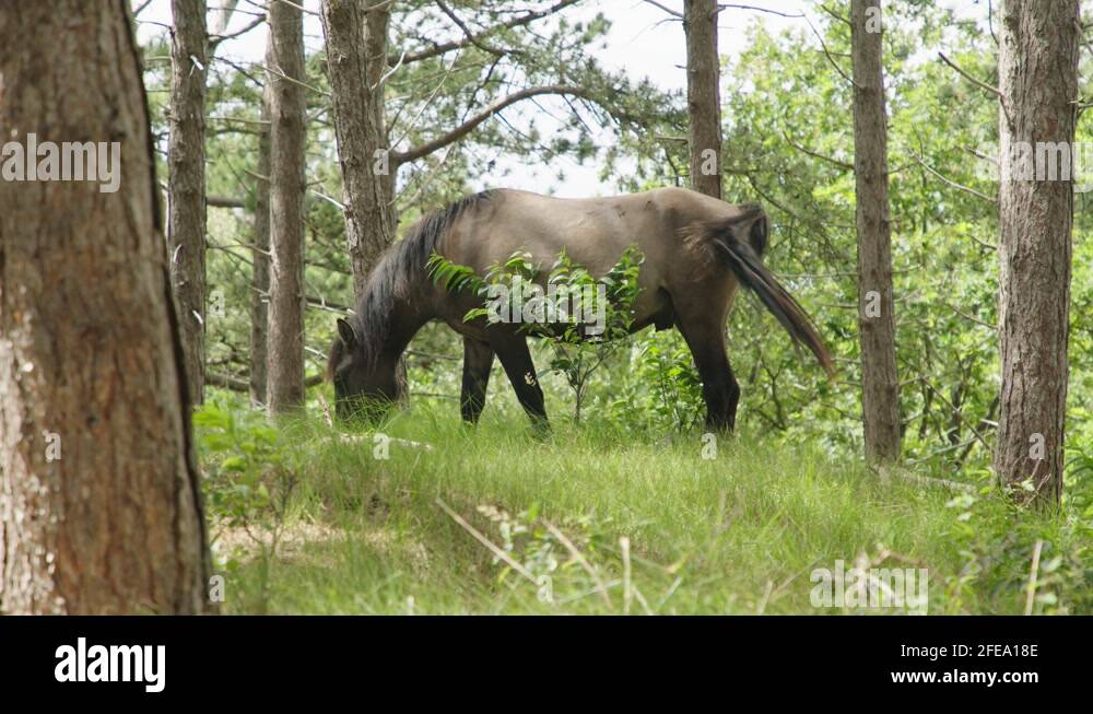 Wild horse behavior Stock Videos & Footage - HD and 4K Video Clips - Alamy