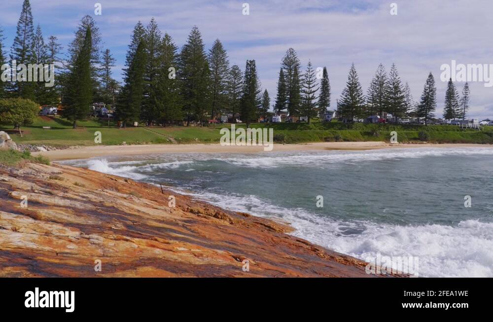 Australian pine trees Stock Videos & Footage - HD and 4K Video Clips ...