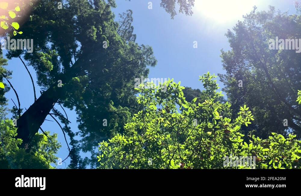 Directly into sun Stock Videos & Footage - HD and 4K Video Clips - Alamy