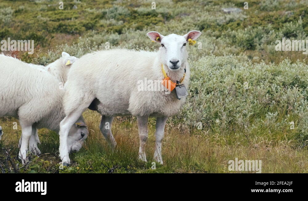 Range sheep Stock Videos & Footage - HD and 4K Video Clips - Alamy