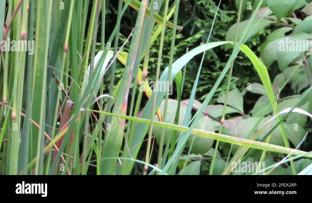 Close up tall grass Stock Videos & Footage - HD and 4K Video Clips - Alamy