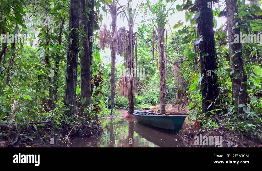 Flora de bolivia Stock Videos & Footage - HD and 4K Video Clips - Alamy
