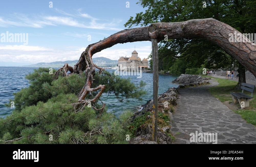 Wonder tree Stock Videos & Footage - HD and 4K Video Clips - Alamy