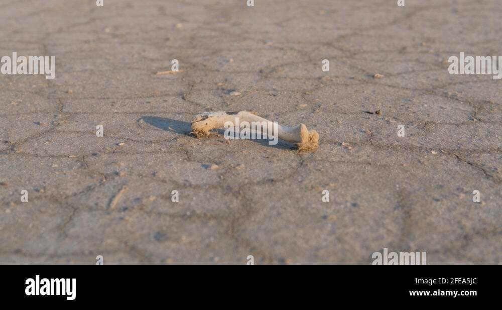 Bone dry desert Stock Videos & Footage - HD and 4K Video Clips - Alamy