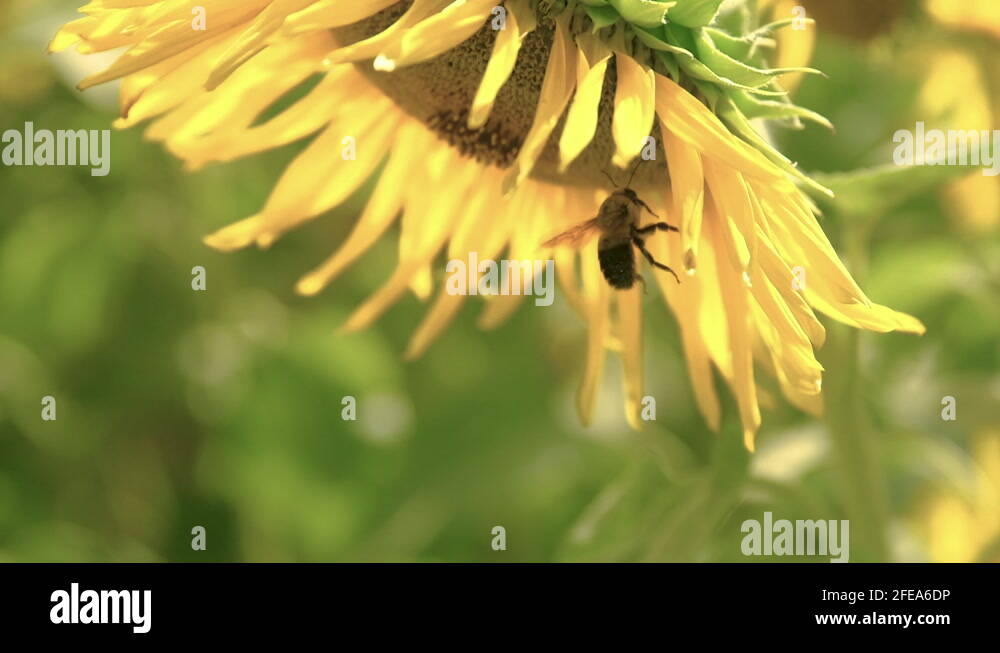 Buzzing bee Stock Videos & Footage - HD and 4K Video Clips - Alamy