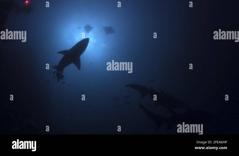 Shark scene Stock Videos & Footage - HD and 4K Video Clips - Alamy