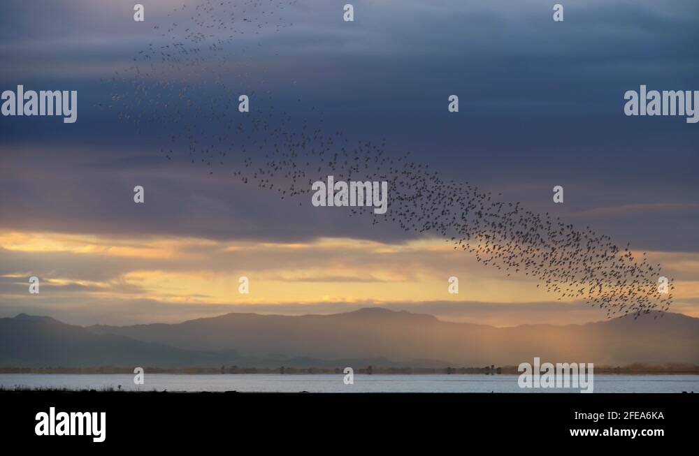 Behaviour in birds Stock Videos & Footage - HD and 4K Video Clips - Alamy
