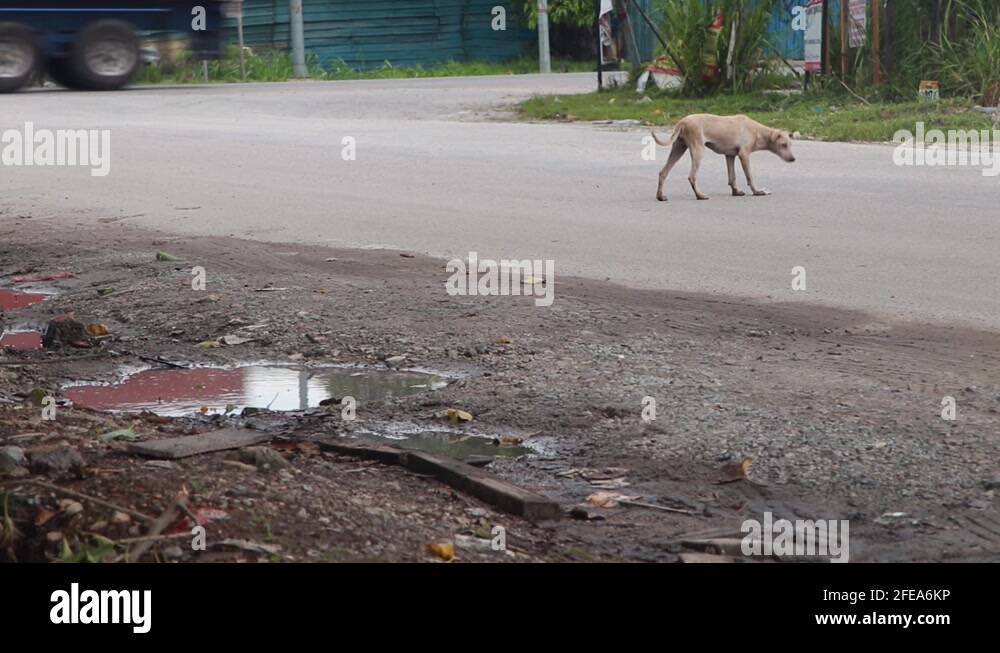 Dog crossing the road Stock Videos & Footage - HD and 4K Video Clips ...