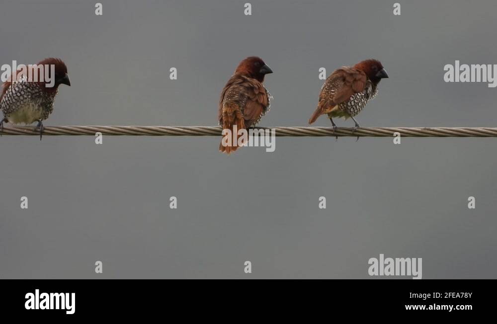 Chestnut breasted mannikin finch Stock Videos & Footage - HD and 4K ...