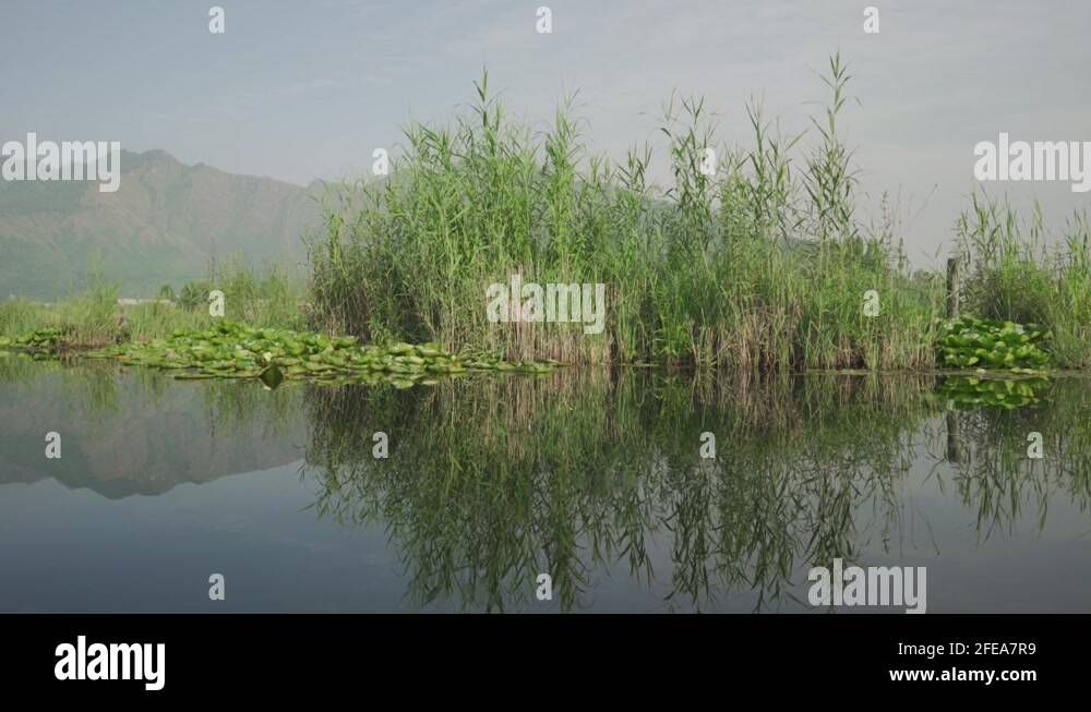 Weeds india Stock Videos & Footage - HD and 4K Video Clips - Alamy