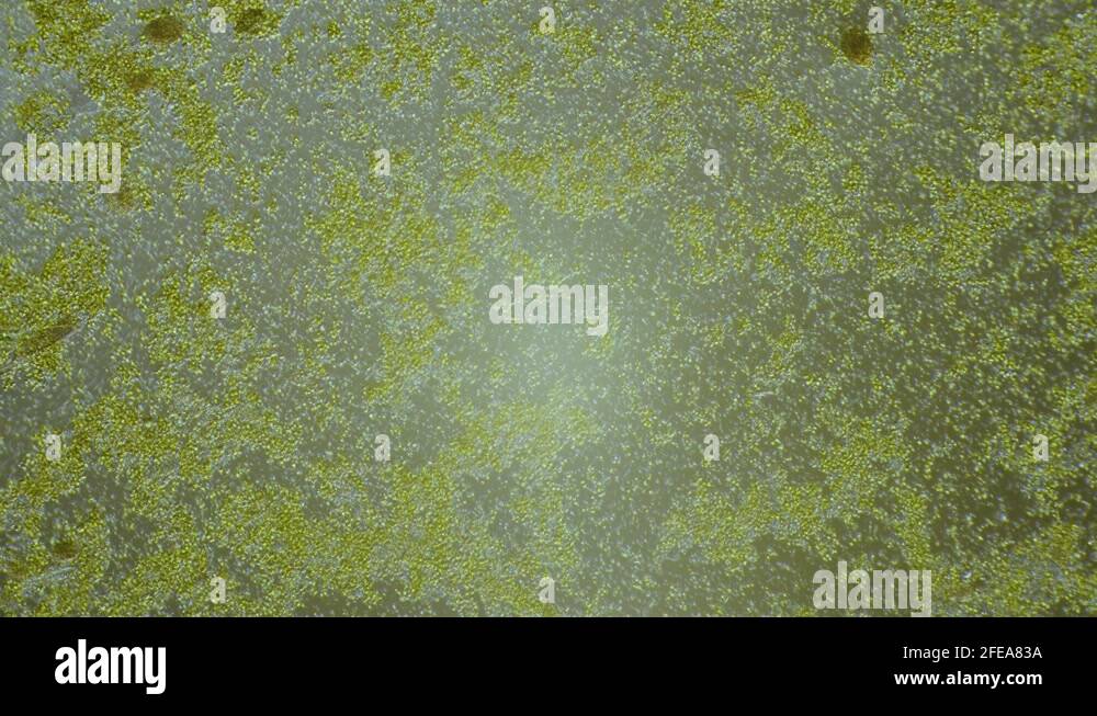 Water under microscope Stock Videos & Footage - HD and 4K Video Clips ...