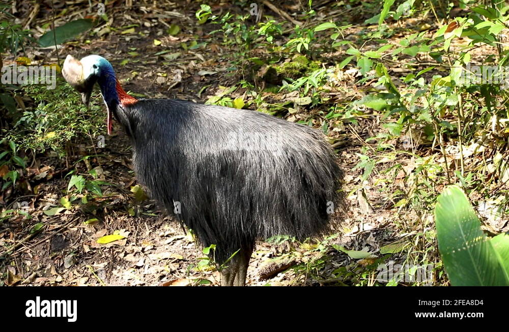 Native papua new guinea birds Stock Videos & Footage - HD and 4K Video ...