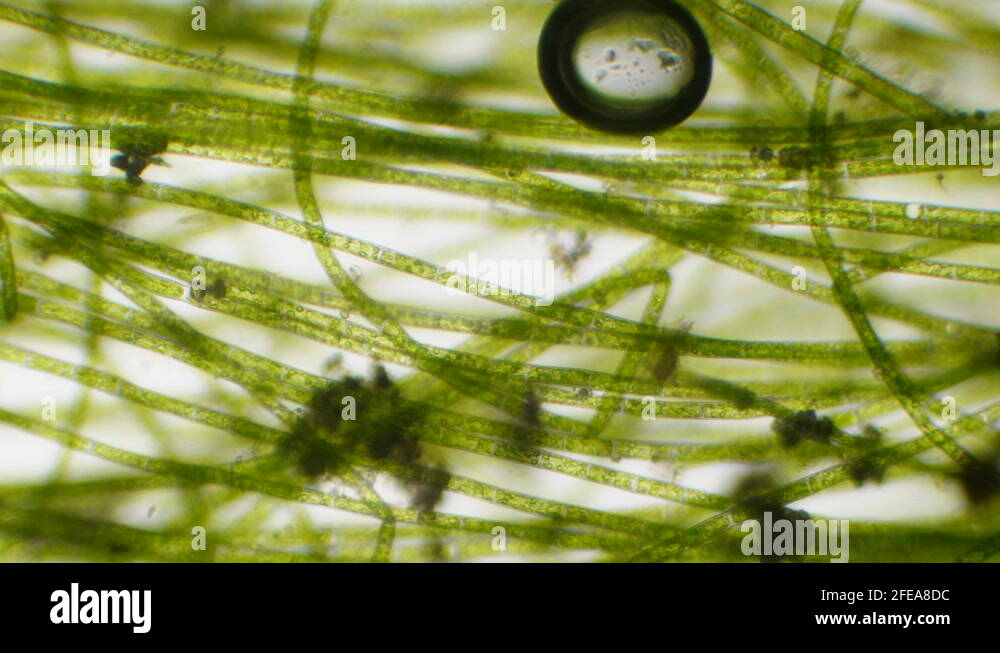 Chloroplast under a microscope. Cell division. Cell structure. Cell ...