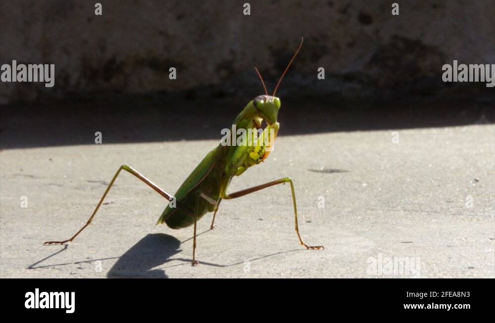 Unbothered Stock Videos & Footage - HD and 4K Video Clips - Alamy