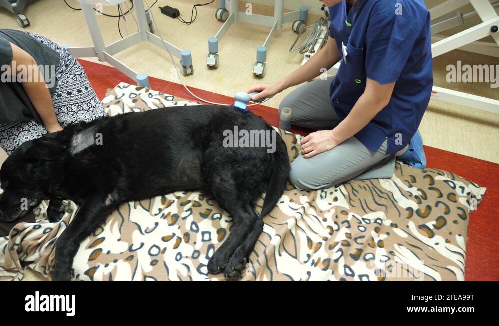 Labrador retriever dog getting USG examining at vet clinic using Stock ...