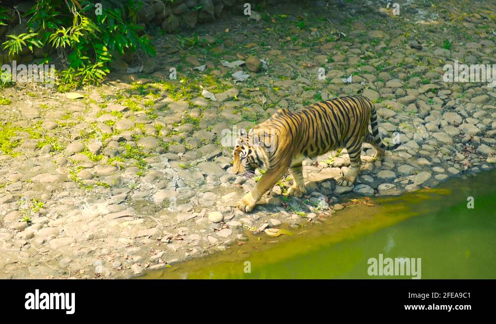 Sumatran tiger predator Stock Videos & Footage - HD and 4K Video Clips ...
