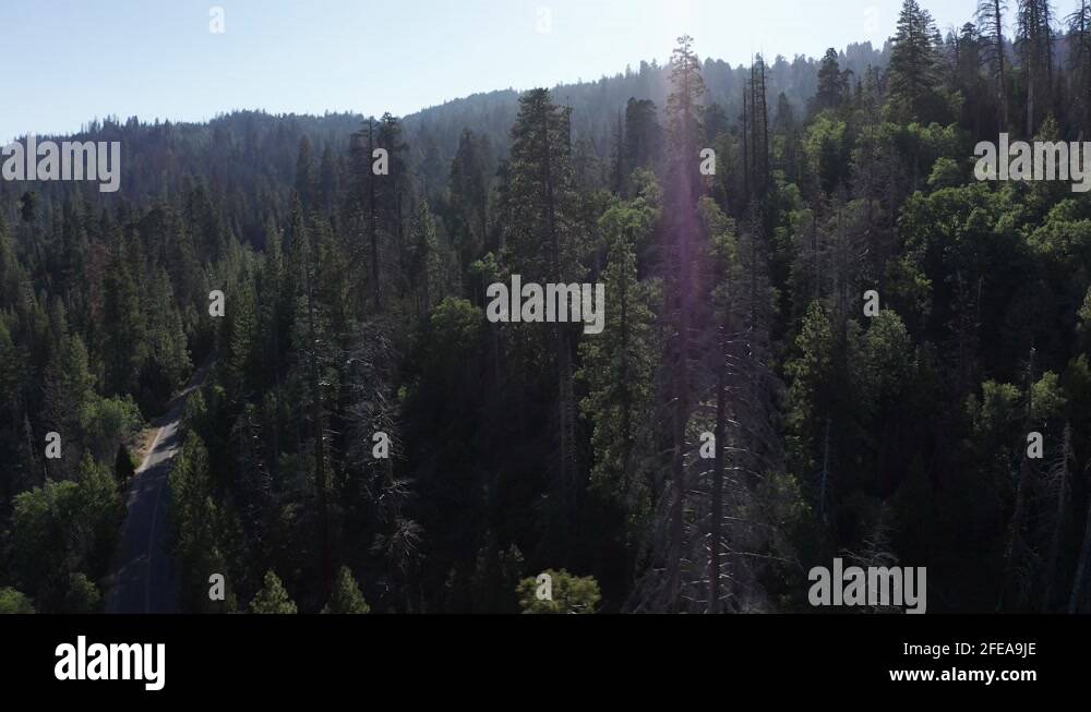 Mythic forest Stock Videos & Footage - HD and 4K Video Clips - Alamy