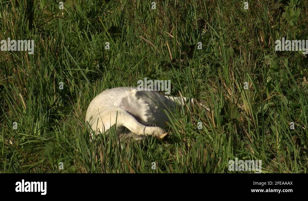 Wolf and goat Stock Videos & Footage - HD and 4K Video Clips - Alamy