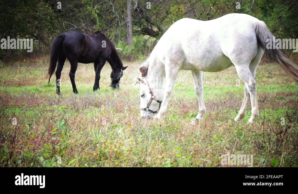 Horses pasture feet Stock Videos & Footage - HD and 4K Video Clips - Alamy