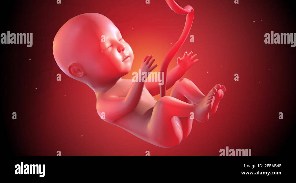 Fetal eye Stock Videos & Footage - HD and 4K Video Clips - Alamy