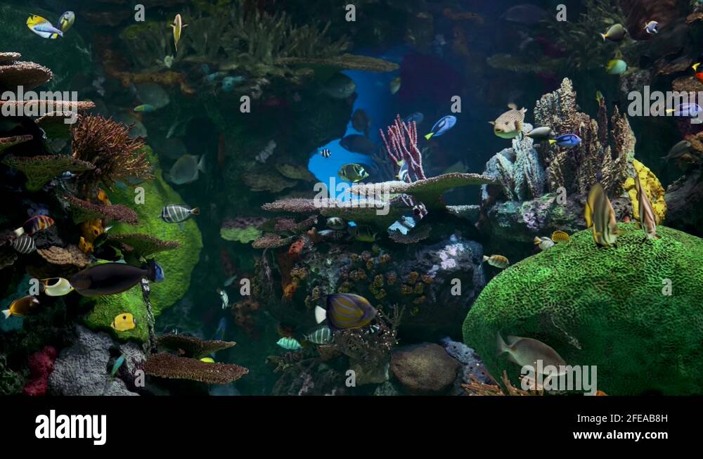 Fish turtles Stock Videos & Footage - HD and 4K Video Clips - Alamy