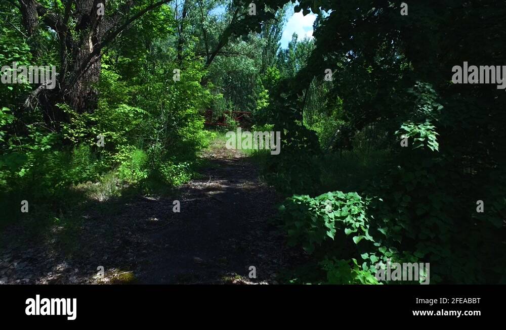 Chernobyl overgrown deserted pathway, pull back through lush neglected ...