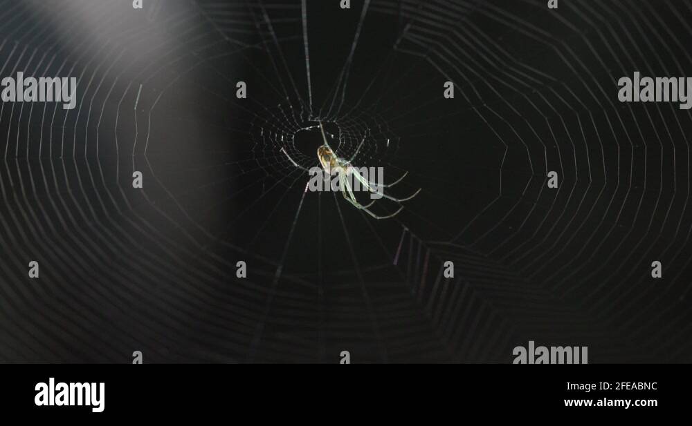 Spider eating bug Stock Videos & Footage - HD and 4K Video Clips - Alamy