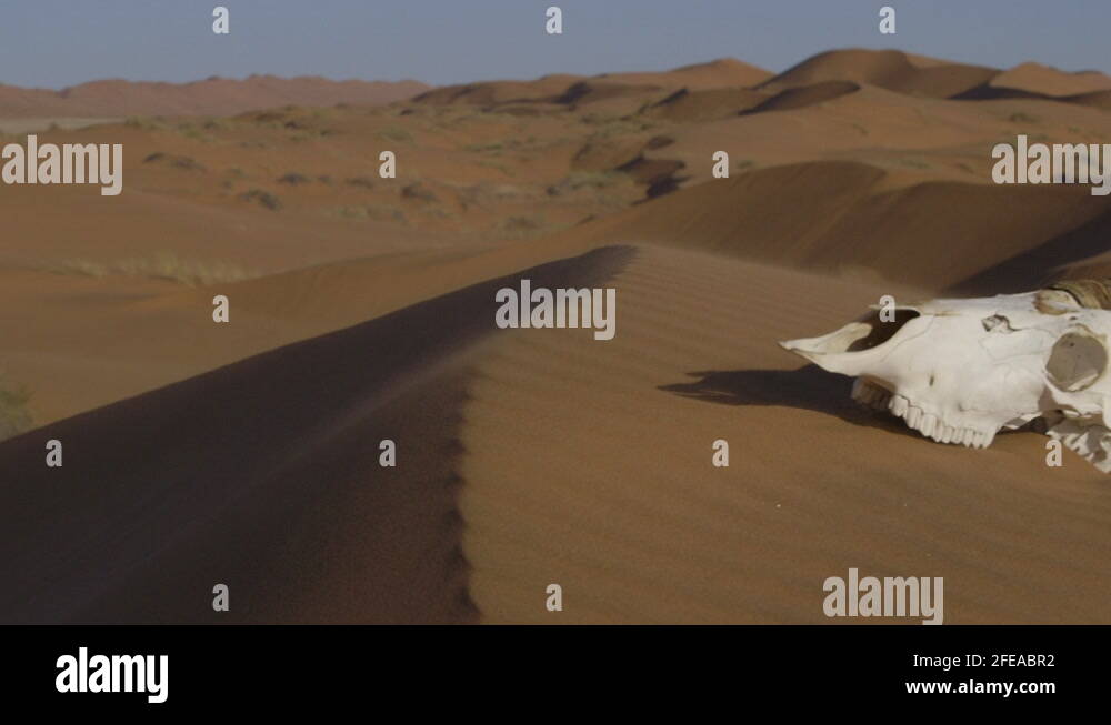 Pan reveals dead oryx animal skull resting on Namib Desert sand dunes ...