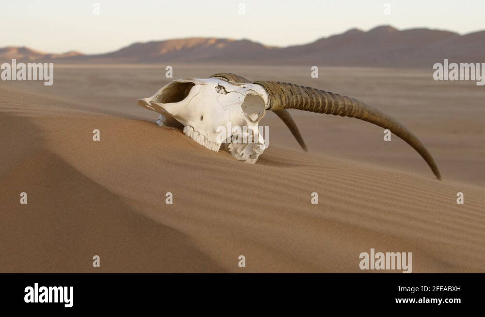 Dead oryx namib desert Stock Videos & Footage - HD and 4K Video Clips ...