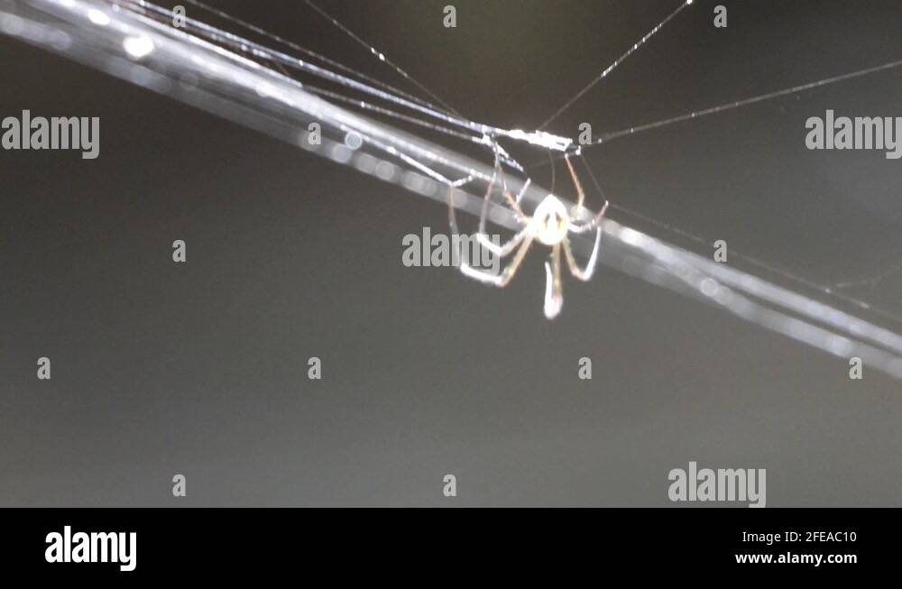 Spider in fruit Stock Videos & Footage - HD and 4K Video Clips - Alamy