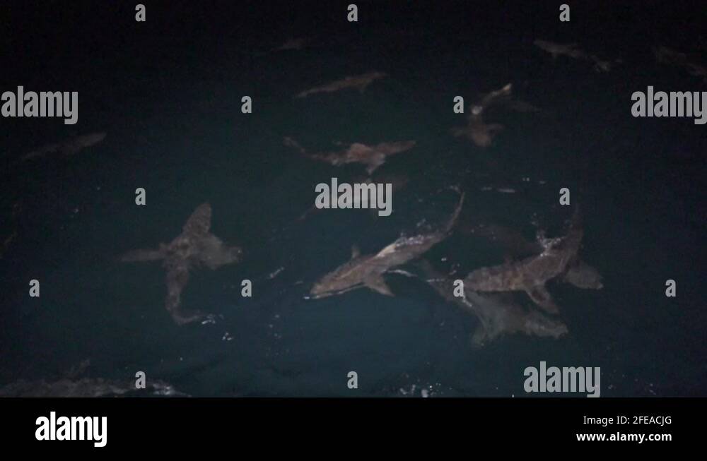Big group of sharks gathering for a hunt in the oceans of the Galapagos ...