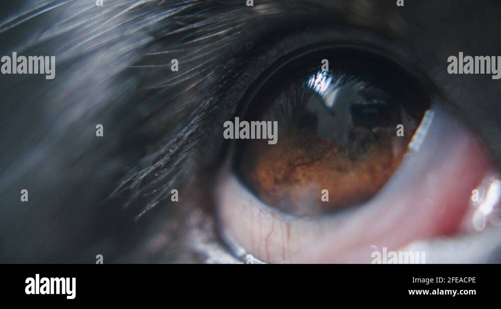 Eye dog Stock Videos & Footage - HD and 4K Video Clips - Alamy