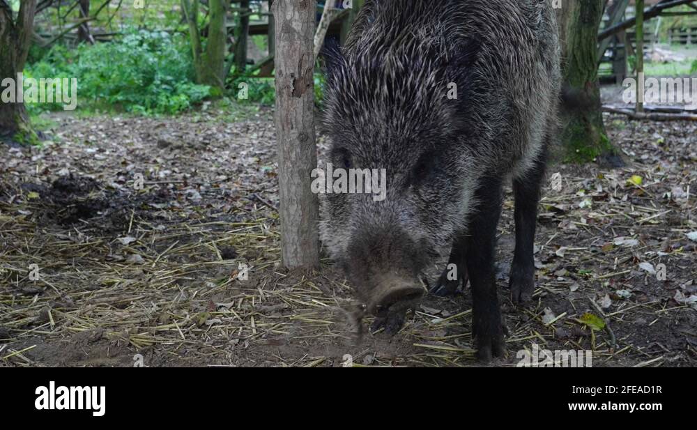 Boar nose Stock Videos & Footage - HD and 4K Video Clips - Alamy