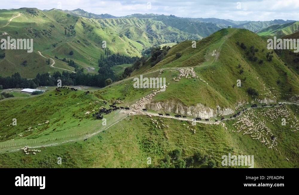 Mustering new zealand Stock Videos & Footage - HD and 4K Video Clips ...