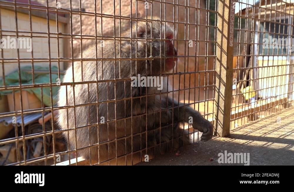 Poor monkey Stock Videos & Footage - HD and 4K Video Clips - Alamy