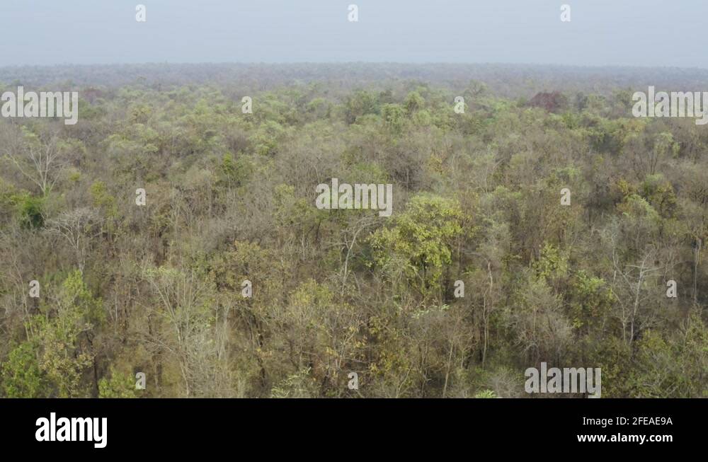 Dry forest india Stock Videos & Footage - HD and 4K Video Clips - Alamy