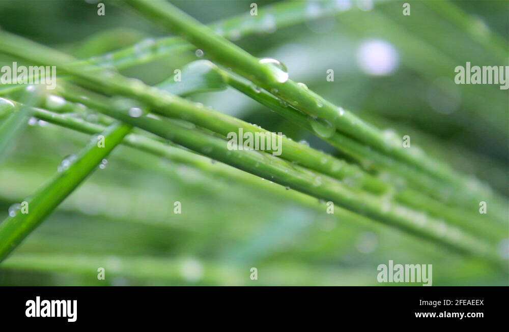 Flora condensation Stock Videos & Footage - HD and 4K Video Clips - Alamy