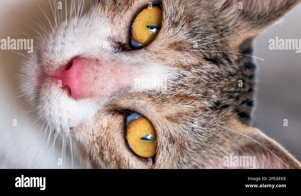 Prominent vertical Stock Videos & Footage - HD and 4K Video Clips - Alamy