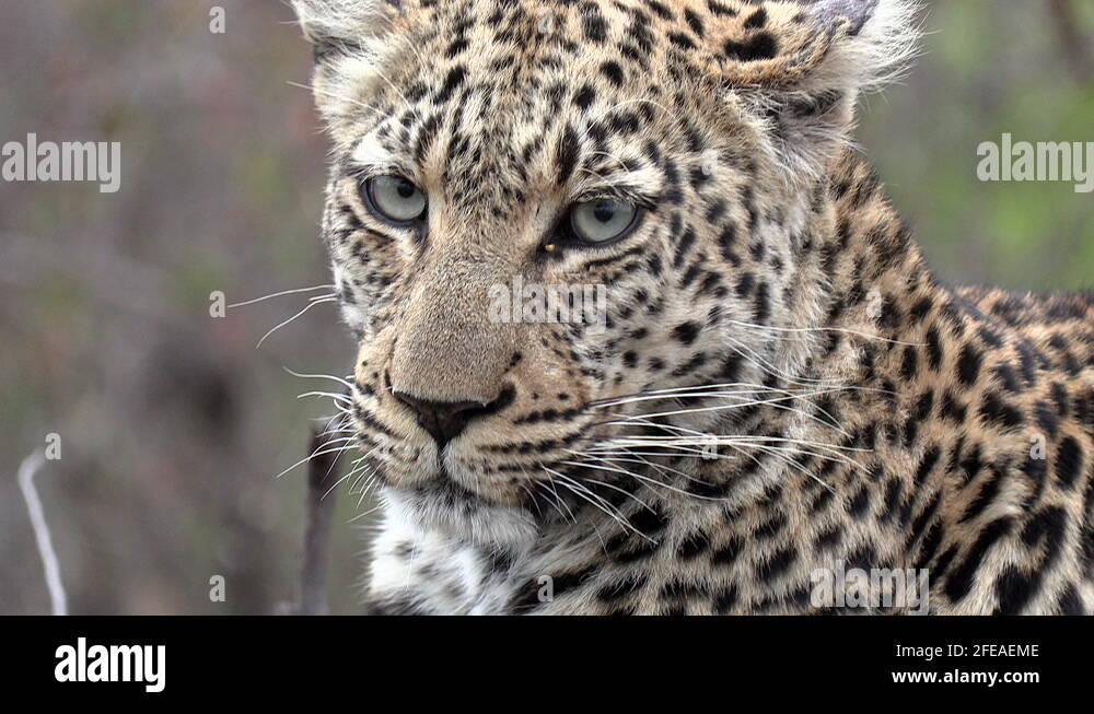 Leopards face Stock Videos & Footage - HD and 4K Video Clips - Alamy