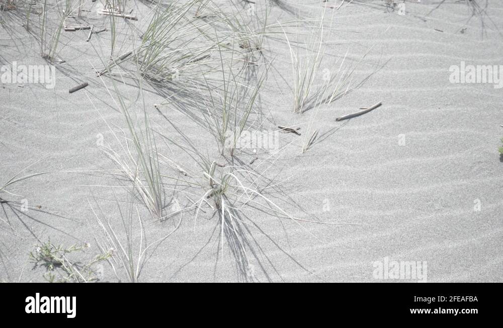 Sandy grass texture Stock Videos & Footage - HD and 4K Video Clips - Alamy
