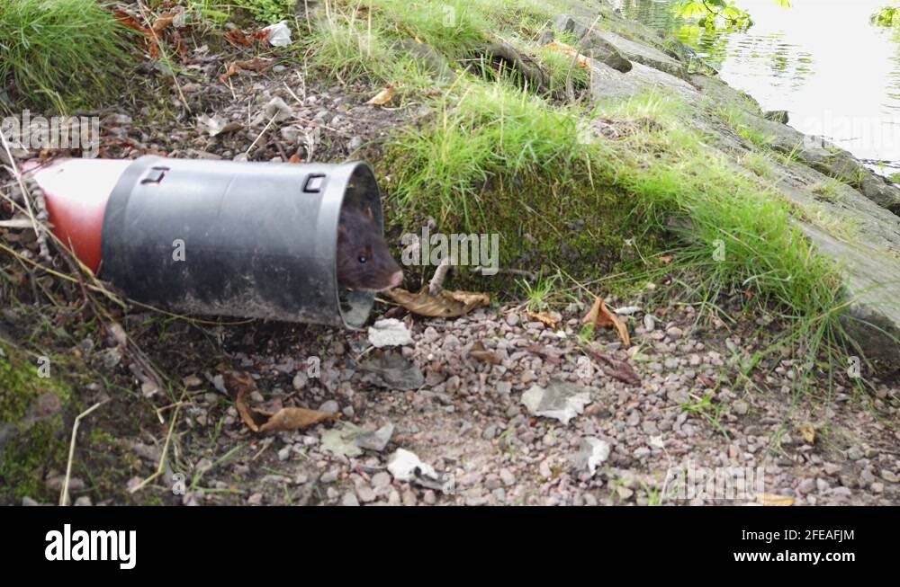 Ferret with pipe Stock Videos & Footage - HD and 4K Video Clips - Alamy
