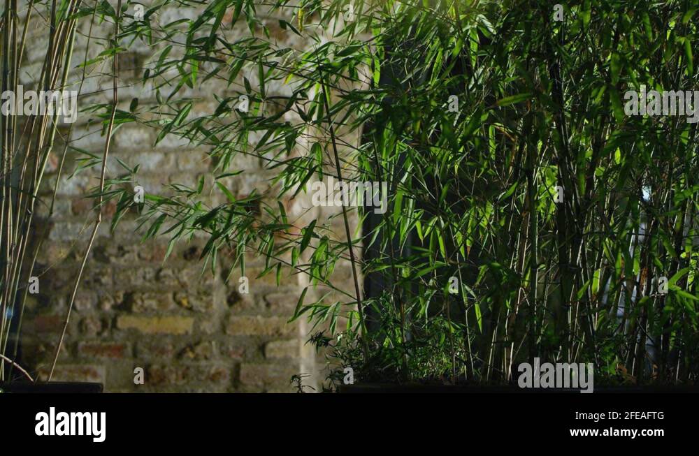 Bamboo plant brick wall Stock Videos & Footage - HD and 4K Video Clips ...