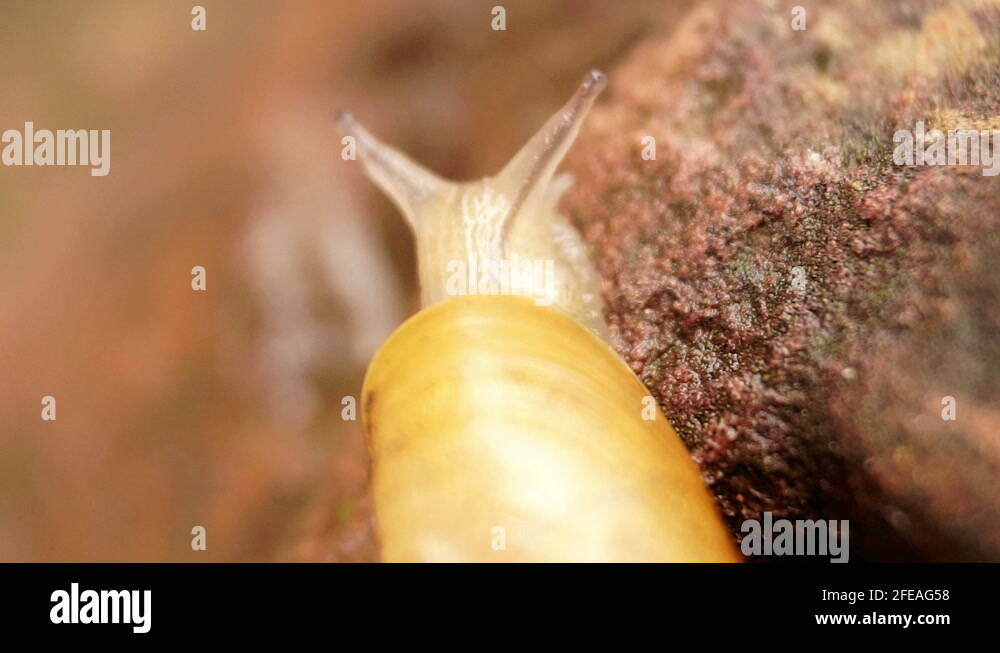 Snail slime trail Stock Videos & Footage - HD and 4K Video Clips - Alamy