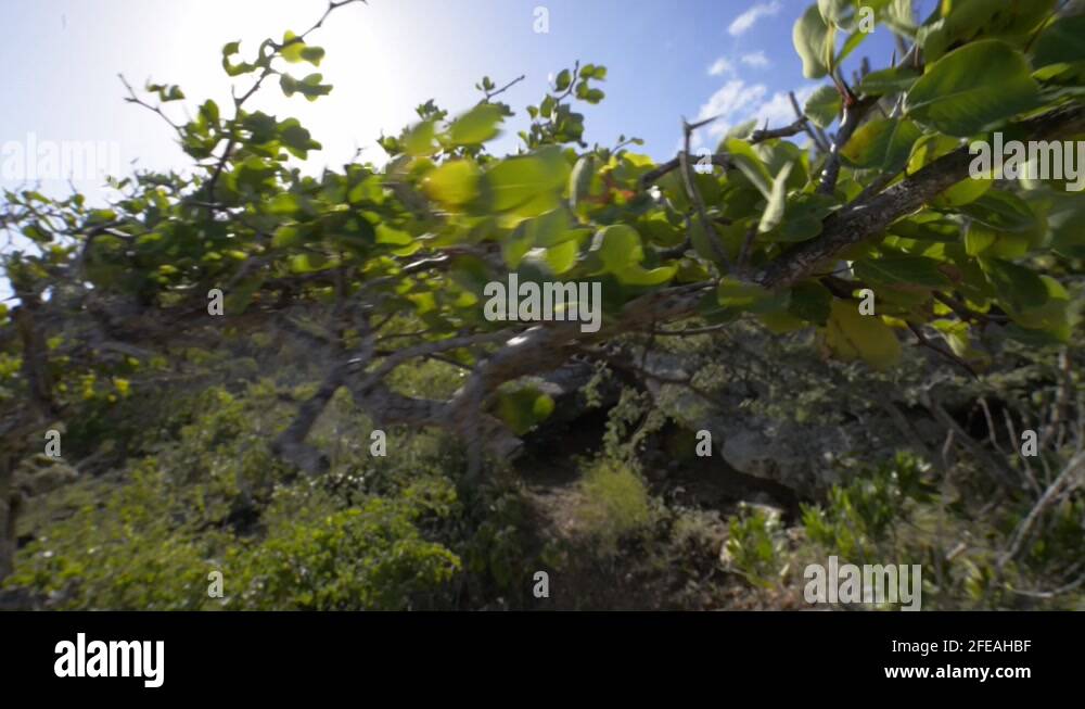 Aruba tree Stock Videos & Footage - HD and 4K Video Clips - Alamy